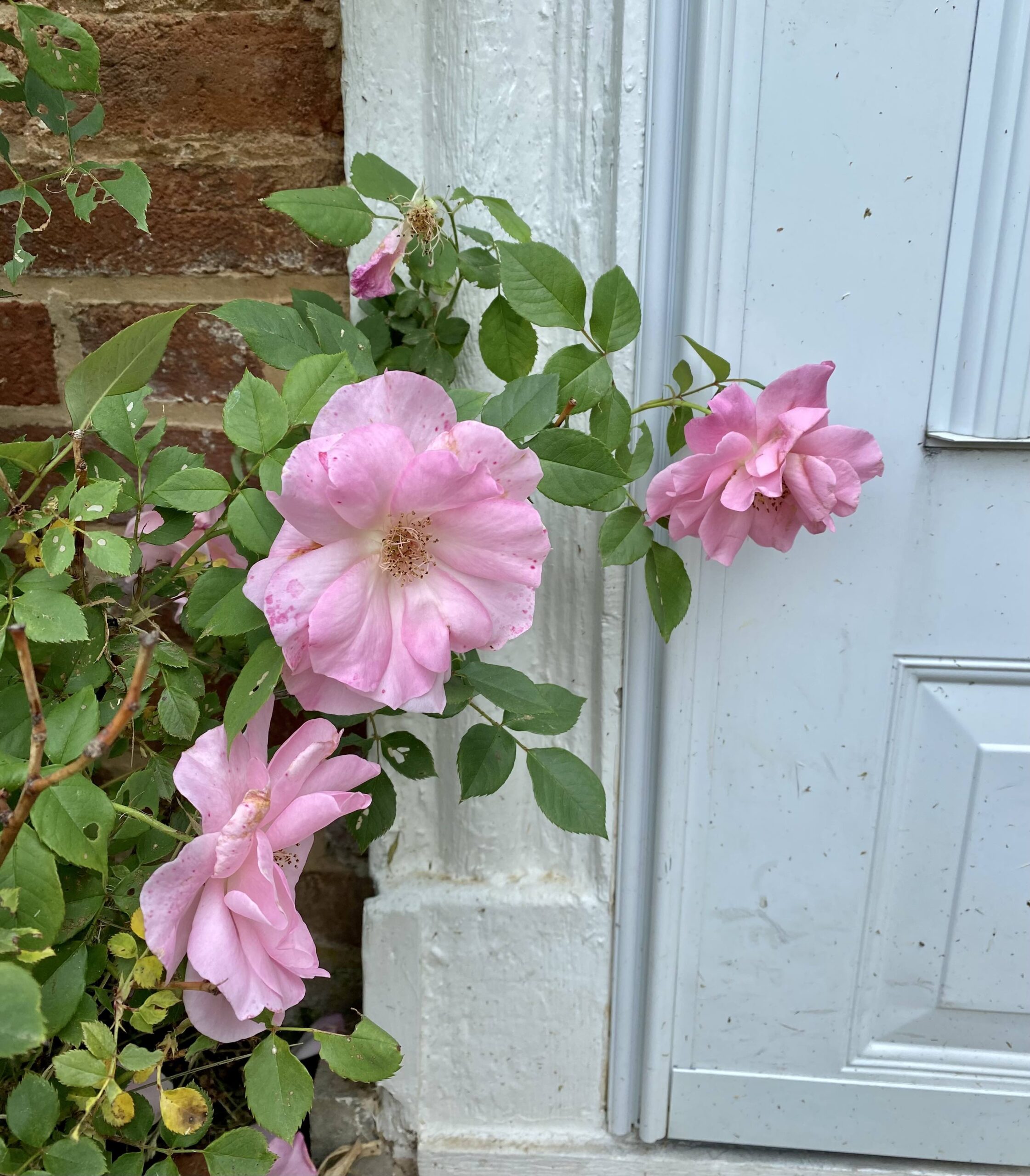 Another Poem About Roses, etc. – FORREST PRITCHARD